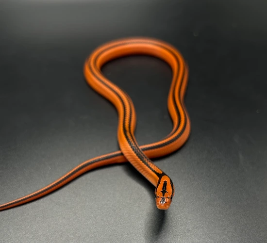 Thai Bamboo Rat Snake (O.p. Coxi) by Meteoric Serpents LLC