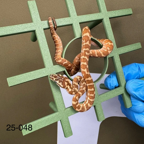 Super Caramel Other Carpet Python by Moss Family Adventure