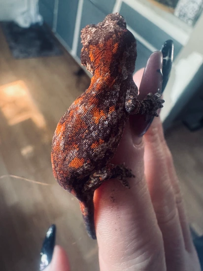 Superblotch Orange/Red- Magma Line Gargoyle Gecko by SiLKViNES