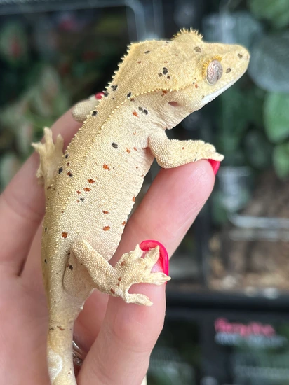 Female Red Spot Super Dal Crested Gecko by MP Cresties