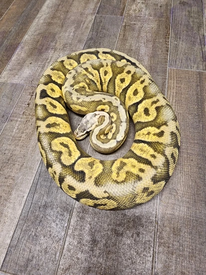 Super Pastel YB Hypo Ball Python by Coastal Creatures LLC