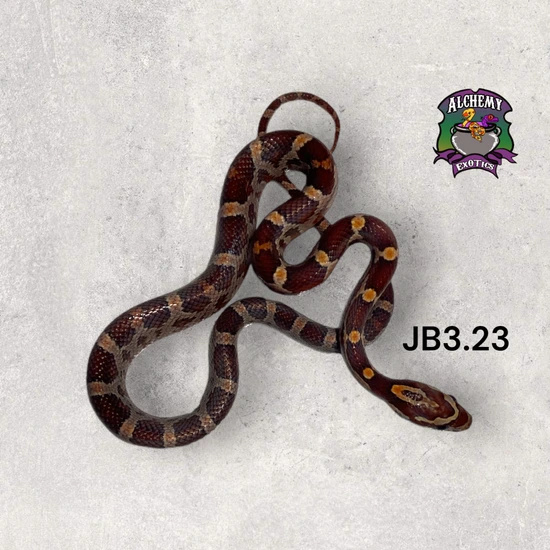 Red Factor Corn Snake by Alchemy Exotics
