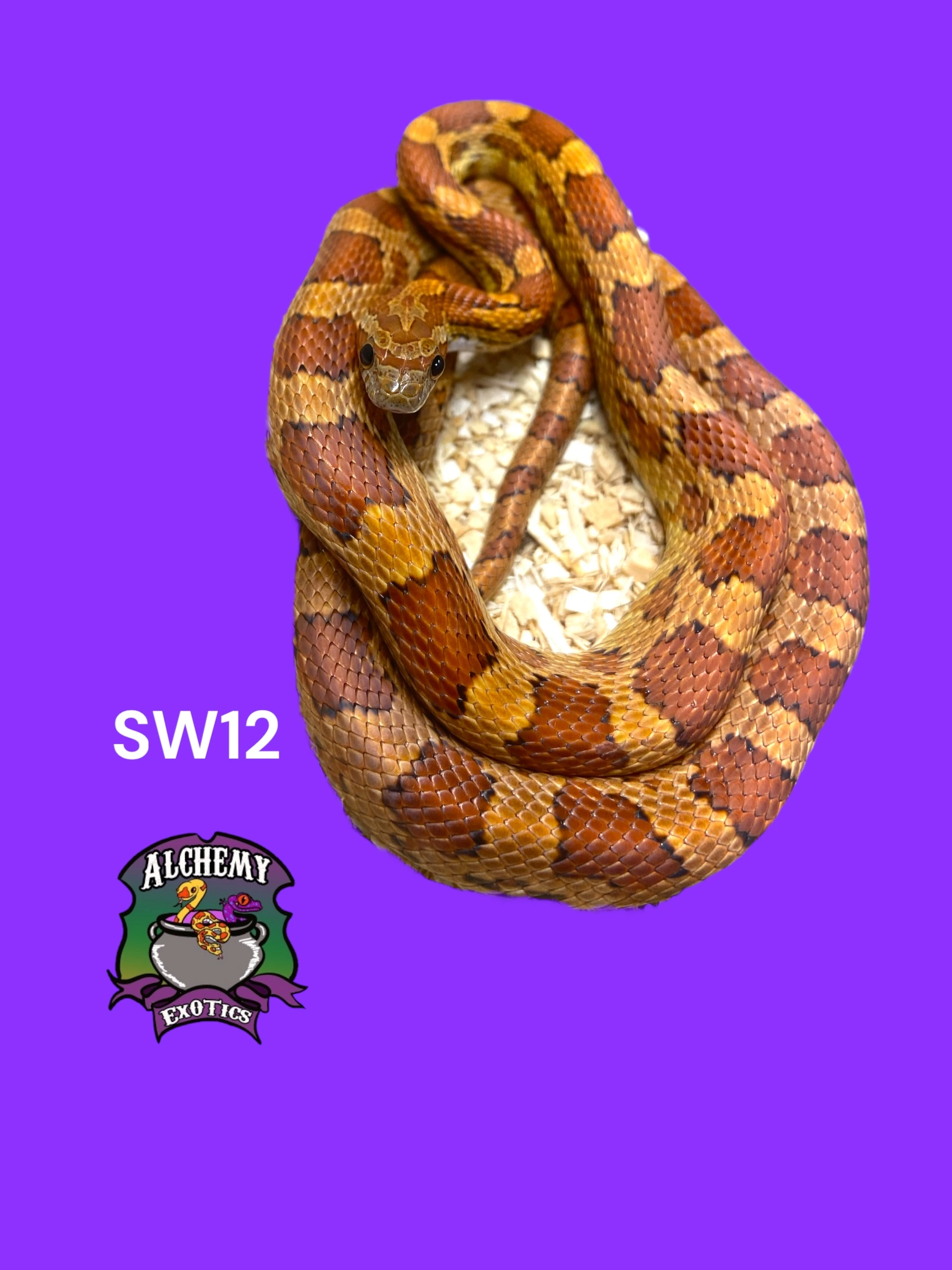 amber masque corn snake