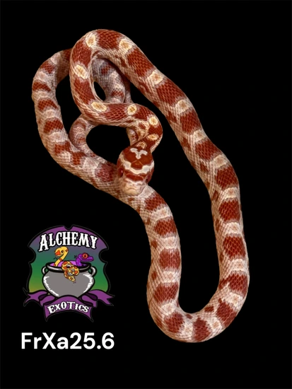 Amel Het Anery/Caramel Corn Snake by Alchemy Exotics