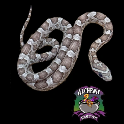 plasma ghost corn snake