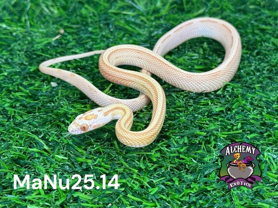 Butter Stripe Het Palmetto Corn Snake by Alchemy Exotics