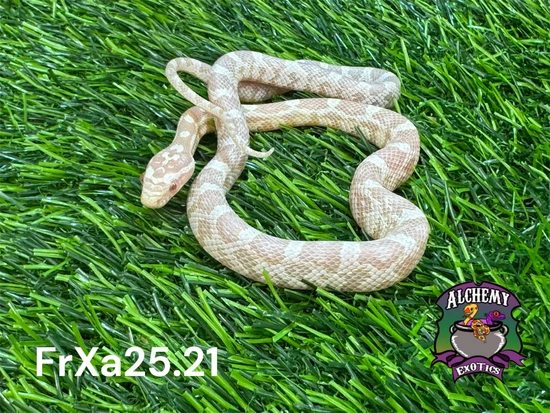 Snow/Xanthic Snow Corn Snake by Alchemy Exotics