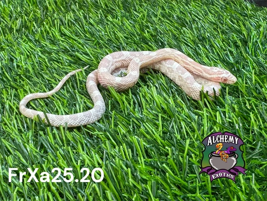 Snow/Xanthic Snow Corn Snake by Alchemy Exotics