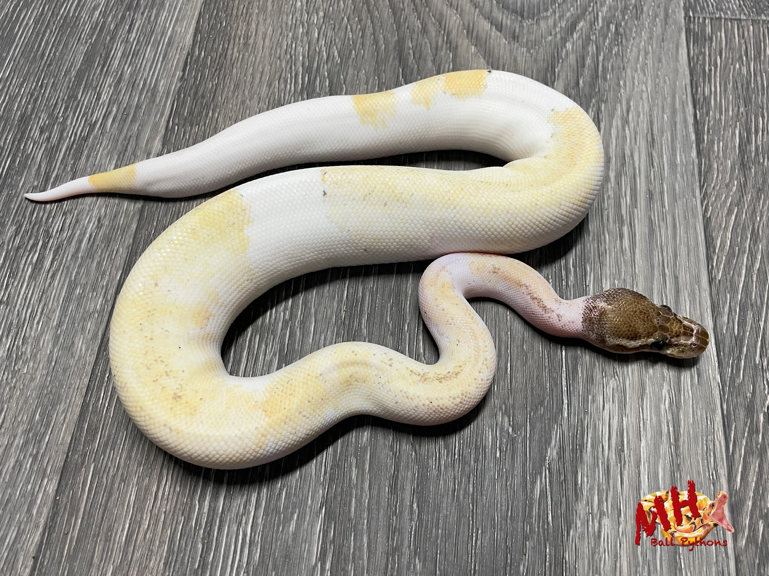 MH Ball Pythons's Collection - MorphMarket