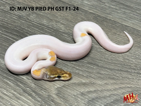 Mojave Yellow Belly Pied 66% Possible Het Ghost Ball Python by MH Ball ...