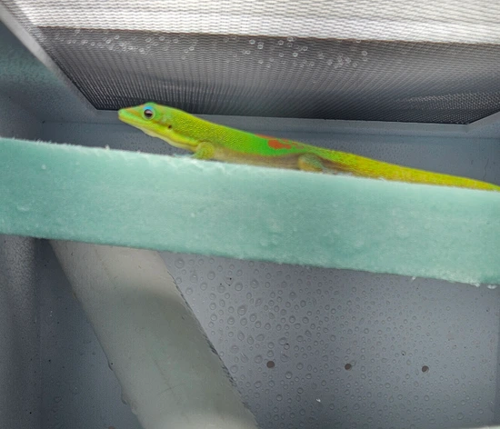 Sale!!! 1.1 Gold Dust Day Gecko Pair by Southern Geckos
