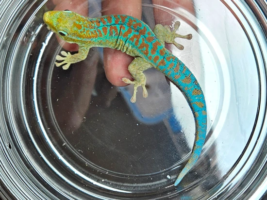 Sale!!! Male Phelsuma Borbonica Day Gecko by Southern Geckos