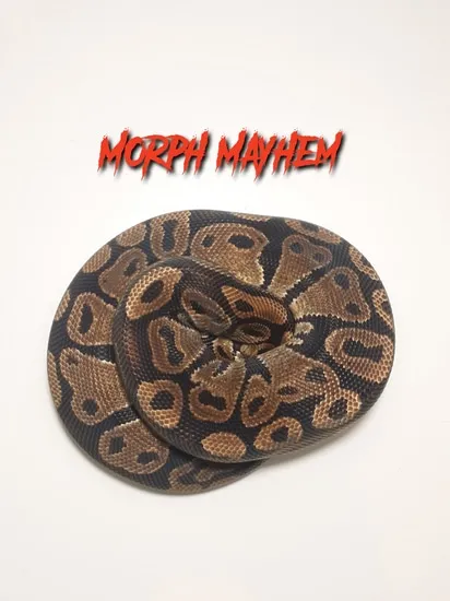 Het Jolliff Axanthic Ball Python by Morph Mayhem LLC