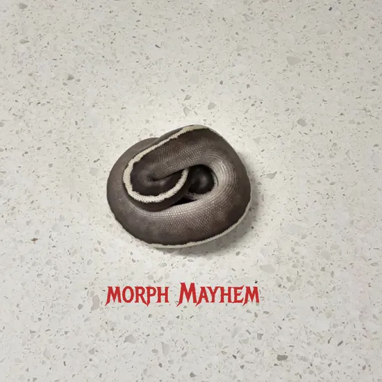 Mojave Hidden Gene Woma GHI Ball Python by Morph Mayhem LLC
