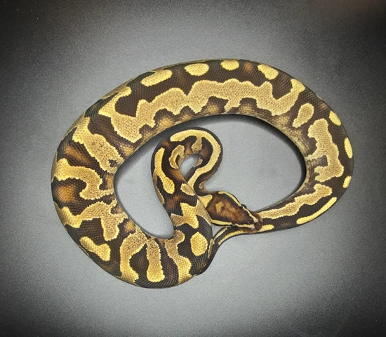 Yellow Belly Fire Enchi 100% Het Pied Ball Python by Morph Mayhem LLC