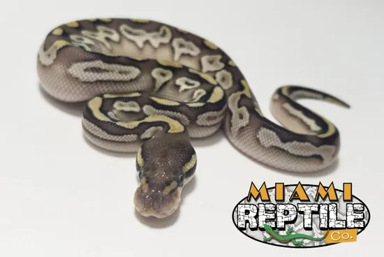 Pastel Lesser Bongo Ball Python by Miami Reptile Company
