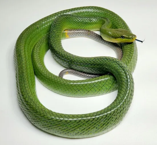 Male Red Tail GreenRatsnake 40+ Inch 7.7.20 Red-Tailed Green Rat Snake ...