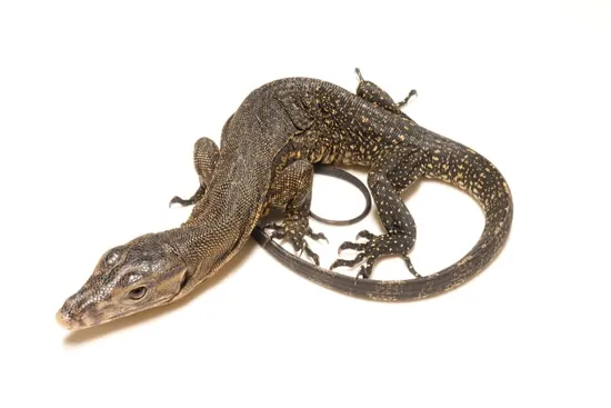 OBI Water Monitor 19inch 12.19.21 by Miami Reptile Company