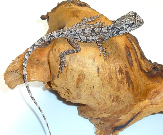 C.b. Australian Frilled Lizard by Miami Reptile Company