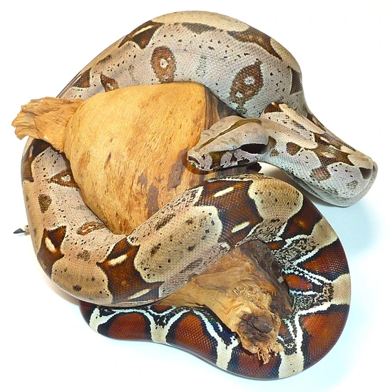 C.b. Tame Suriname Redtail Boa Boa Constrictor by Miami Reptile Company