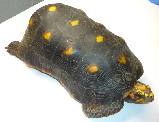 Giant Suriname Redfoot Tortoise Male Red-Footed Tortoise by Miami ...