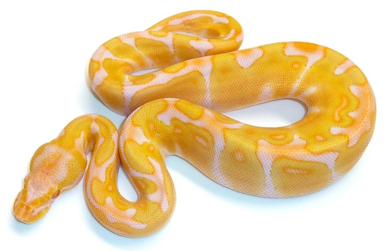 Albino Enchi Black Pastel Ball Female Ball Python by Miami Reptile Company