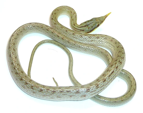 C.b. Rhino Ratsnake Other Rat Snake by Miami Reptile Company
