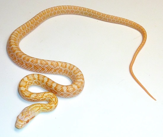 Albino Kunishar Island Rat Snake Female Other Rat Snake by Miami ...