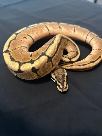 Vanilla Spider Ball Python by Hiss & Tail