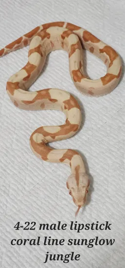 Coral Lipstick Line Sunglow Jungle Boa Constrictor by Masters Morphs