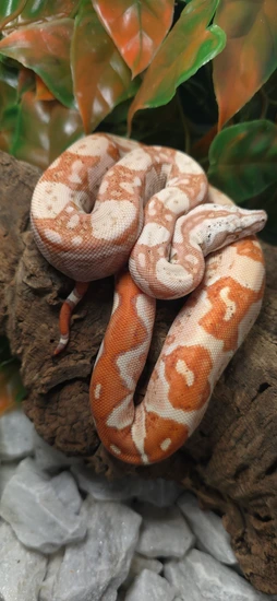 ***SUPER SALE***Vpi Sunglow Jungle 66 Het Specter Boa Constrictor by ...