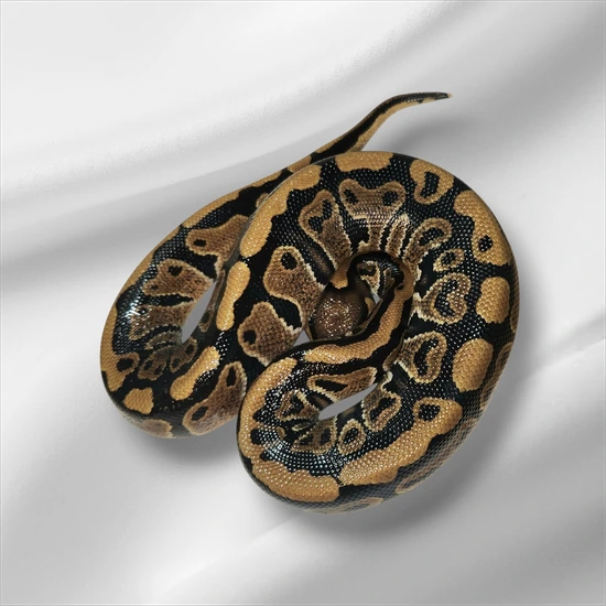 Red Stripe Fire Het Clown Ball Python by Malestroms Reptile Ranch ~ Balls A'Fire