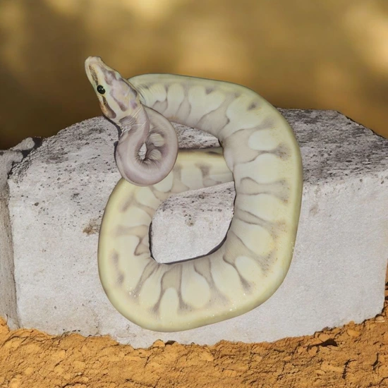 🤩SCALELESS!!🤩 Super Citrus Pastel Lesser Super Enchi Super Scaleless ...
