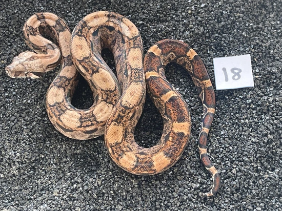 Keltic Het Berry Blood Het Sharp Albino Purple Pastel Line Boa ...