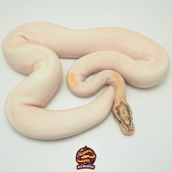 [Adult] Pastel Highway Piebald (OD) Ball Python by AceMorphs