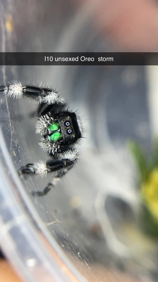 Oreo Jumping Spider by Hi jumpers