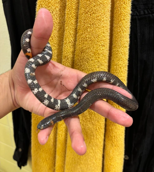 Asian Pipe Snake More Colubrid by Unlimited Herpetology