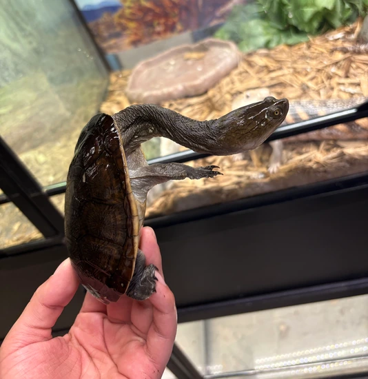 Indonesian Snake Neck Turtle (Chelodina Siebenrocki) Snake-Necked ...