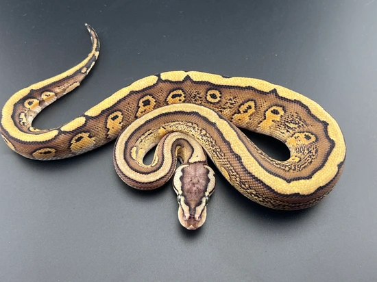 Cypress Leopard Confusion Red Stripe Fire 66% Het Clown Ball Python by ...
