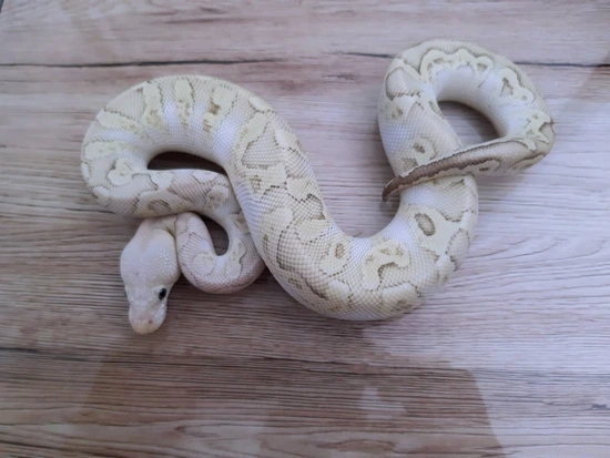 Clown GHI Cinnamon Butter Pastel Ball Python by Constrictor distributor