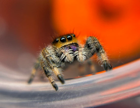 “Indigo”- Regal Jumping Spider- Red Phase by Micki's Montana Micropets