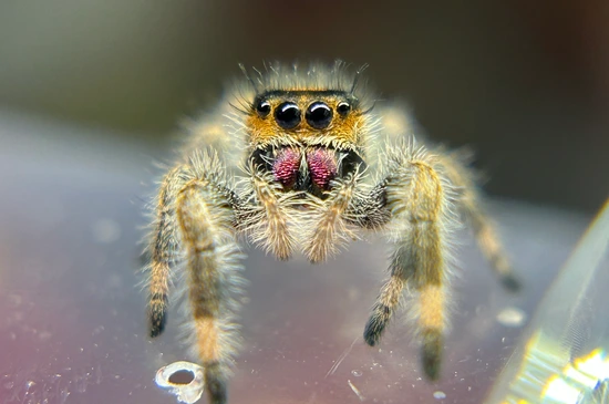 “Watermelon” Red Phase Regal Jumping Spider by Micki's Montana Micropets
