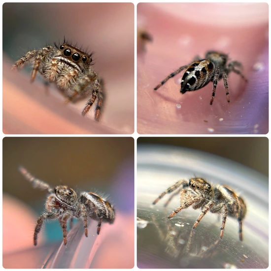 “B5/4” Phidippus Adumbratus Jumping Spider by Micki's Montana Micropets