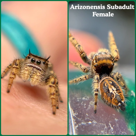 “Phoenix S4” Female Subadult Arizonensis Jumping Spider by Micki's ...