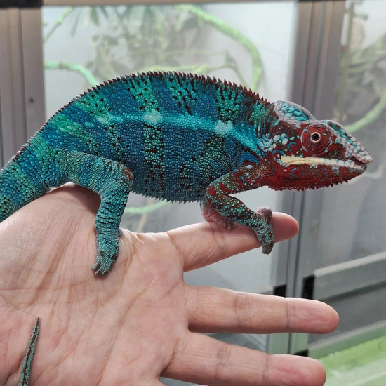 Friendly Red Face Blue Bars Male RTB Panther Chameleon by MICKYCHAMS