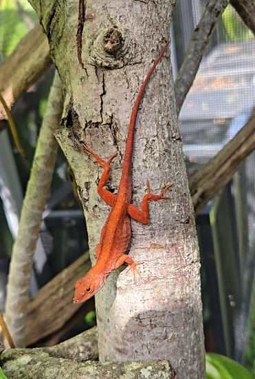 Fire Red Ladies Rtb Anole by Micro Geckos and More.