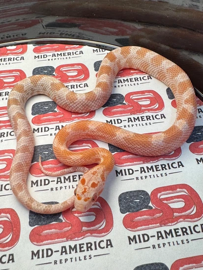 Bloodred Mandarin Corn Snake by Mid America Reptiles