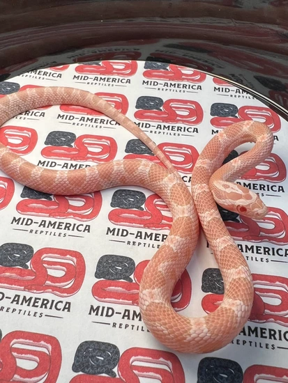 Red Factor Snow Corn Snake by Mid America Reptiles