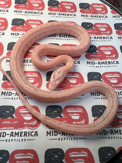 Red Factor Snow Tessera Corn Snake by Mid America Reptiles