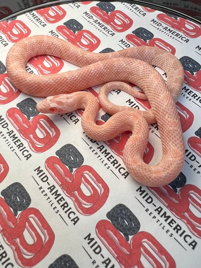Red Factor Snow Het Hypo Corn Snake by Mid America Reptiles